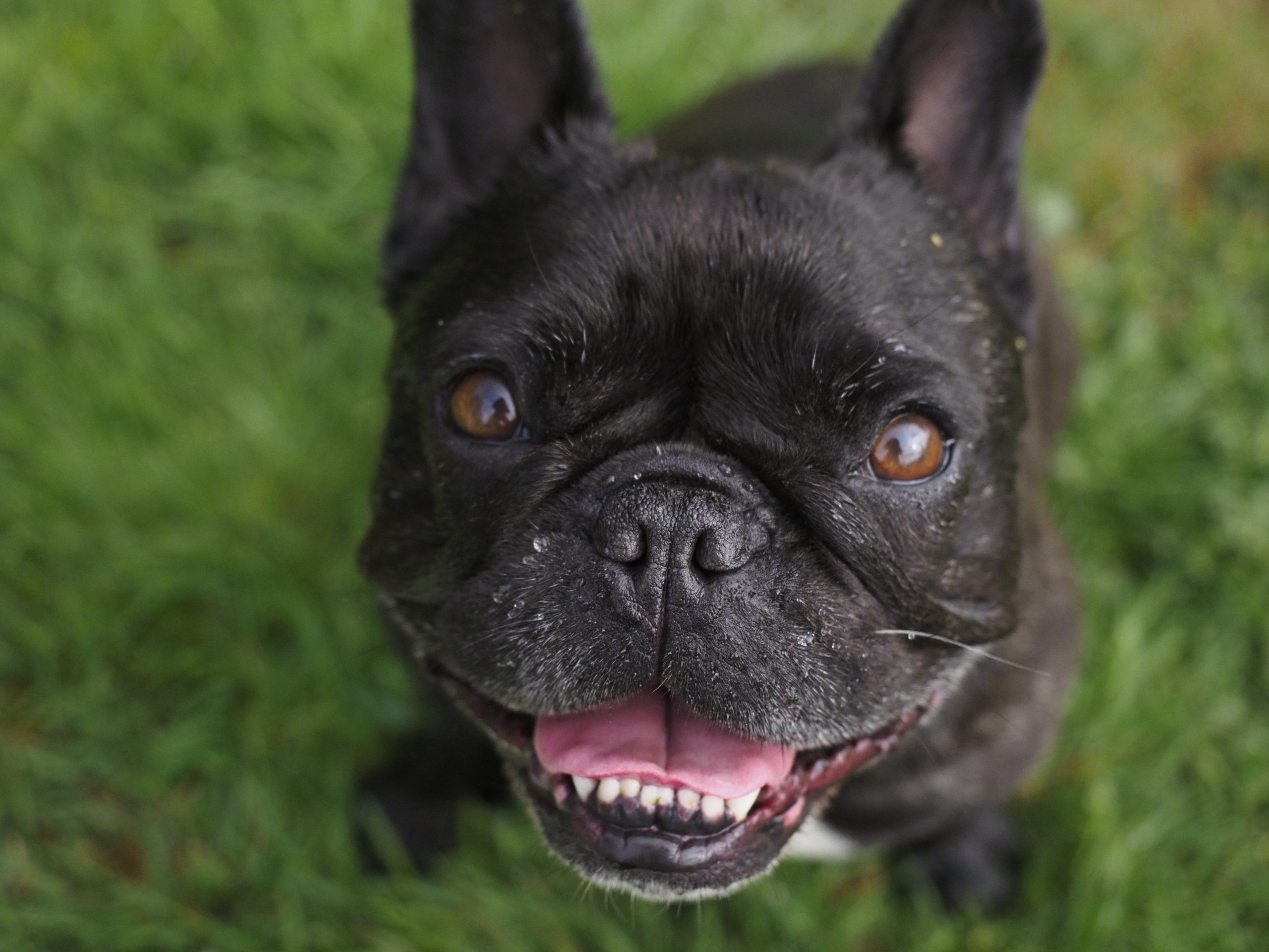 Pretzel – Boop Canine Training and Behaviour